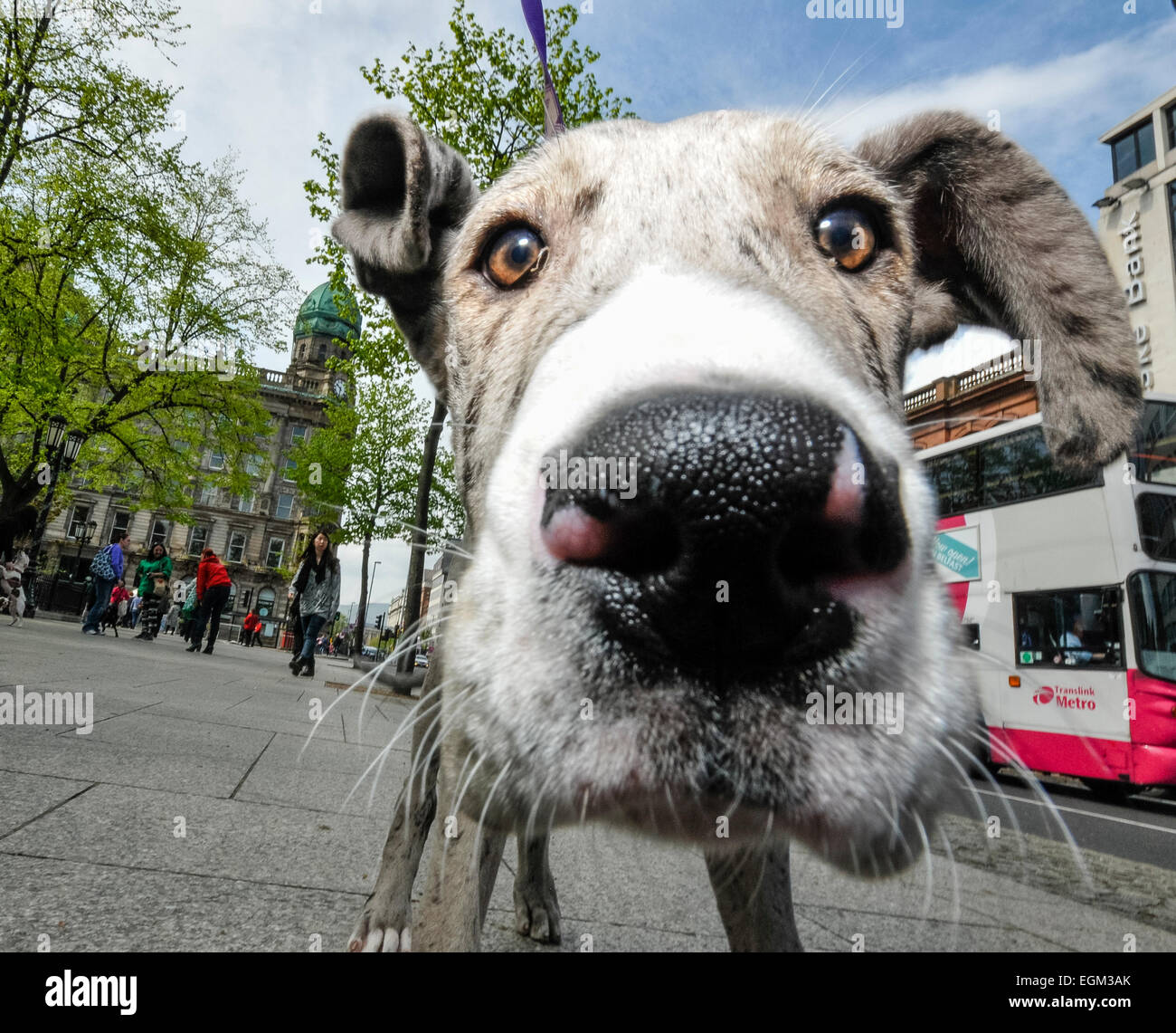 Closeup of a dogs face and nose Stock Photo - Alamy