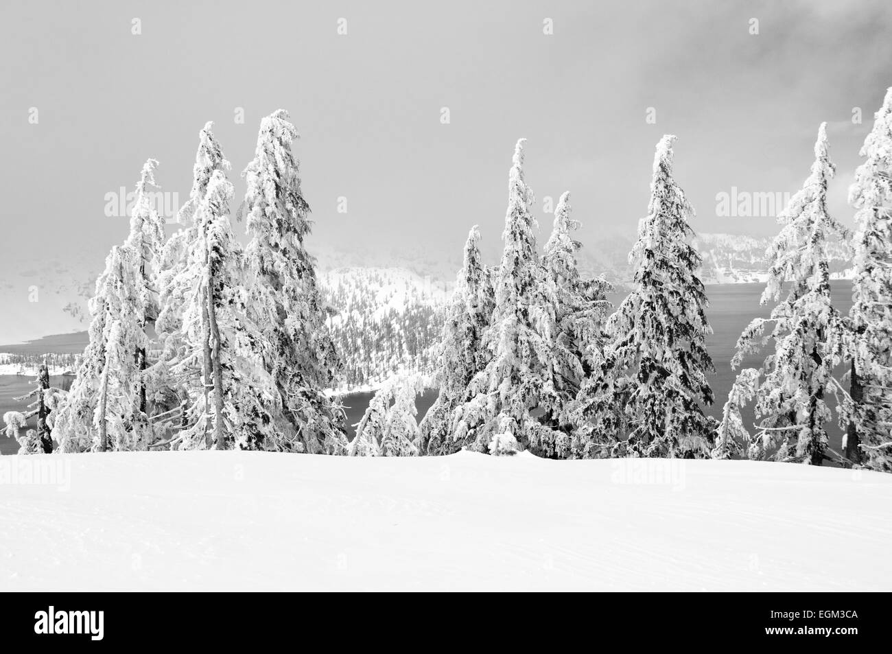 Black and white photo of fir trees in deep snow at Crater Lake, Oregon ...