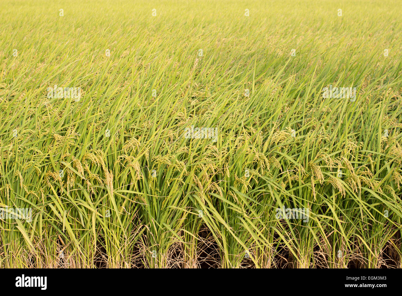 Golden rice field hi-res stock photography and images - Alamy
