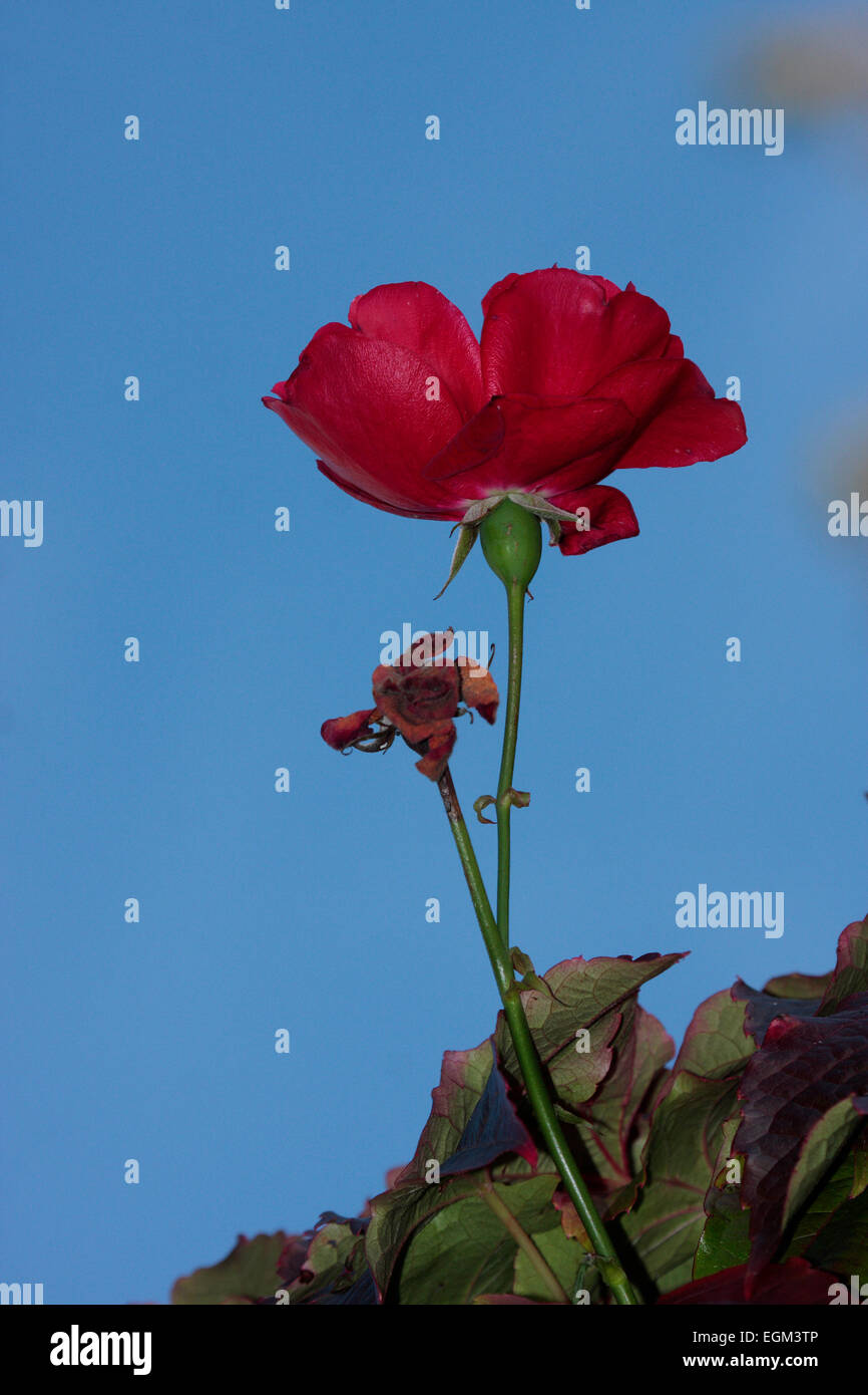 Rambling red rose hi-res stock photography and images - Alamy