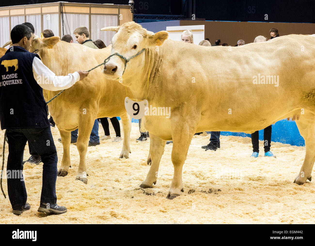 Cattle judging ring hi-res stock photography and images - Alamy