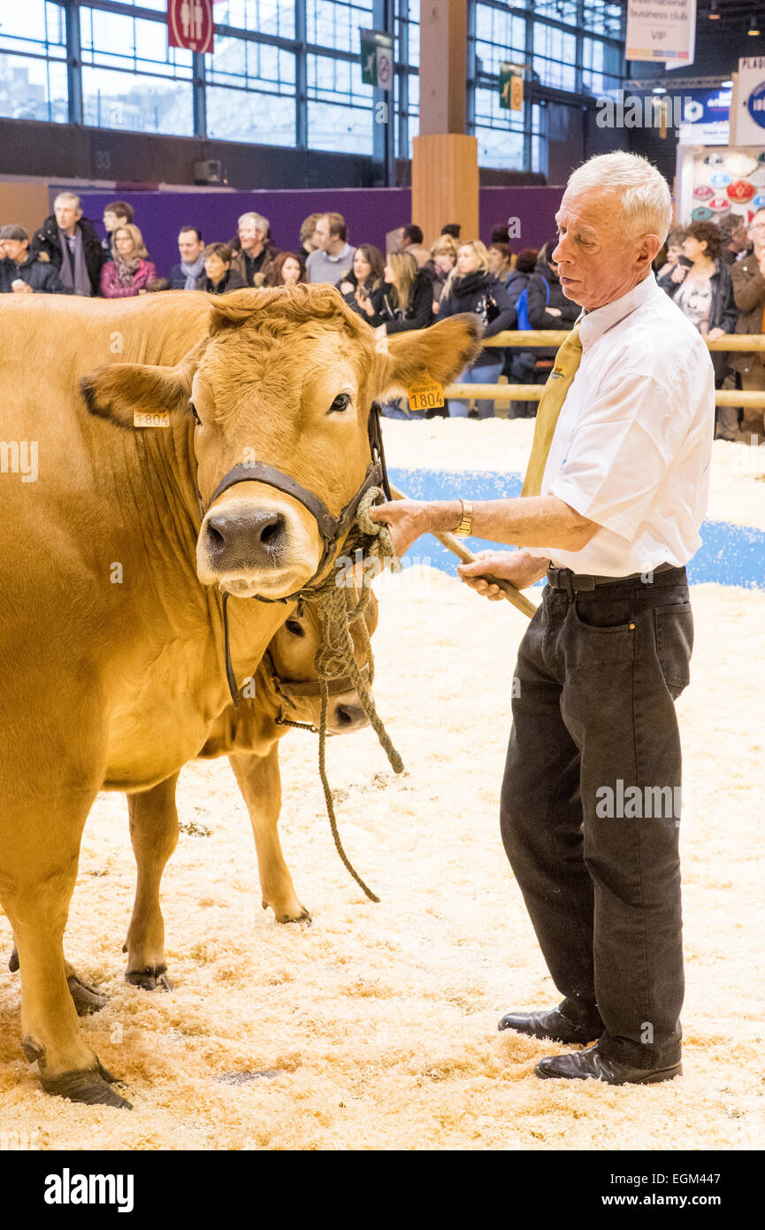 Man holding cow with calf in the cattle judging ring at the Agriculture ...