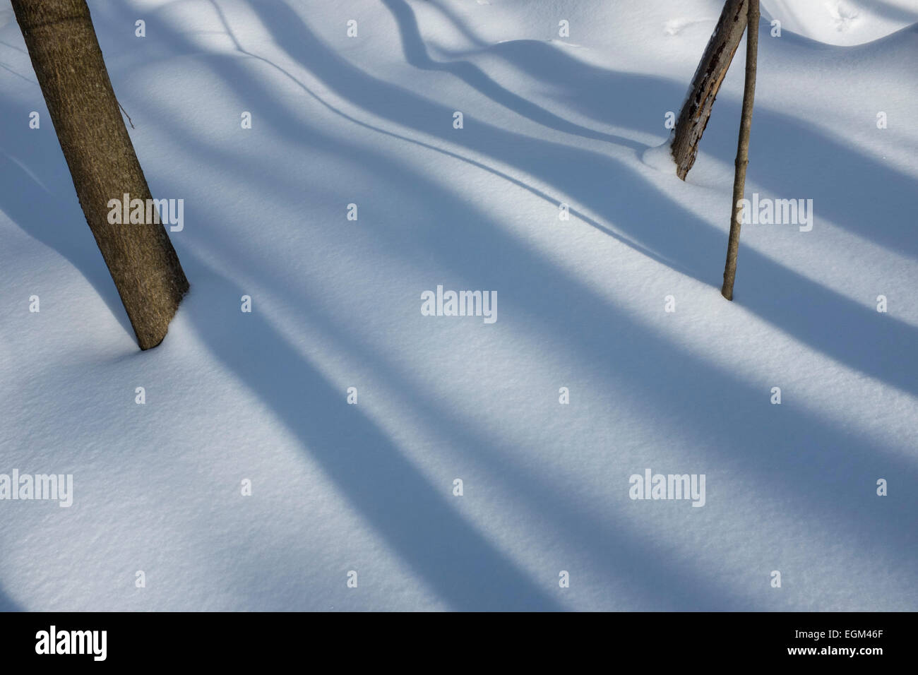Three Trees in Snow Stock Photo - Alamy