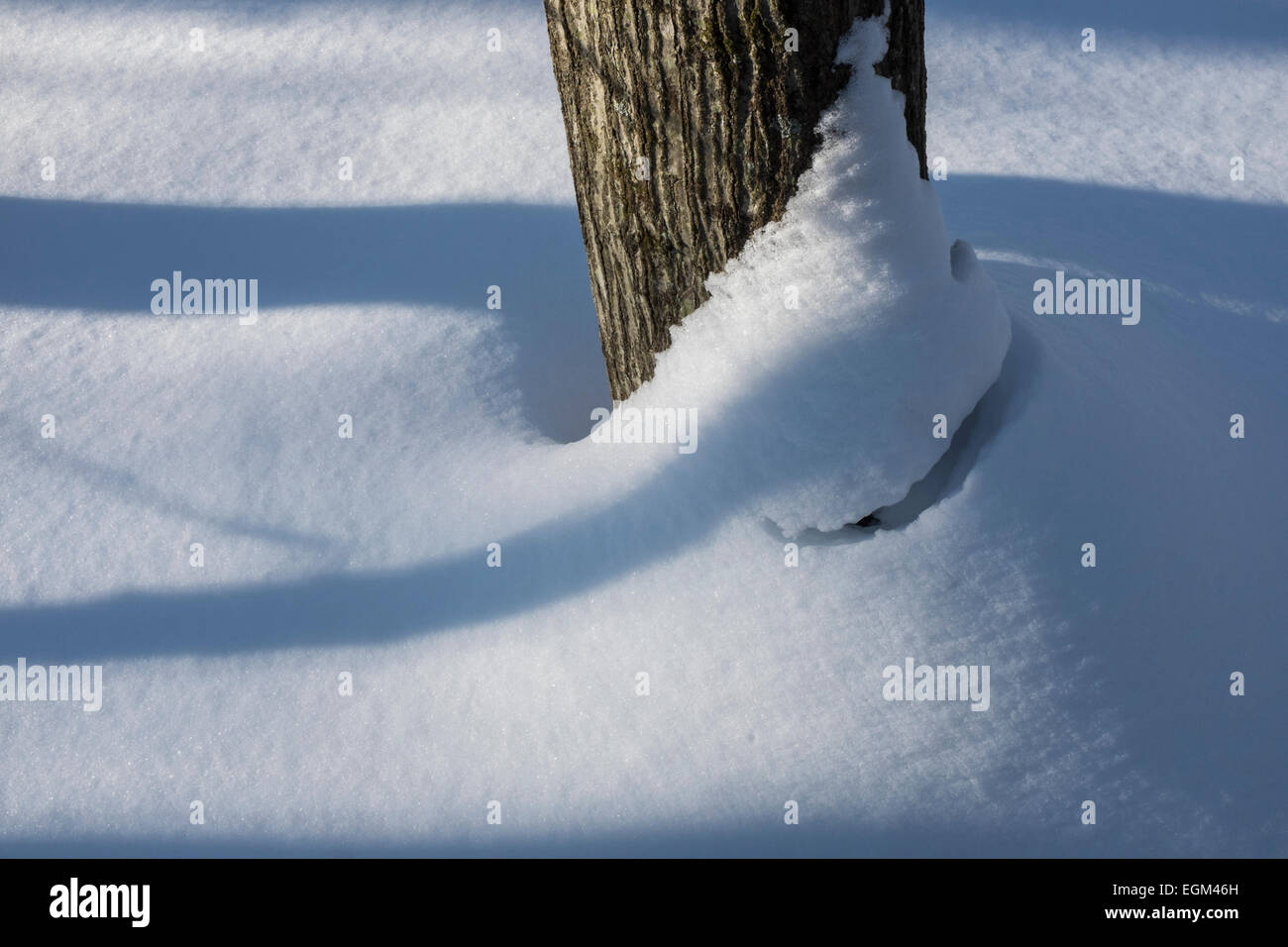 Snow Against Tree Trunk Stock Photo - Alamy
