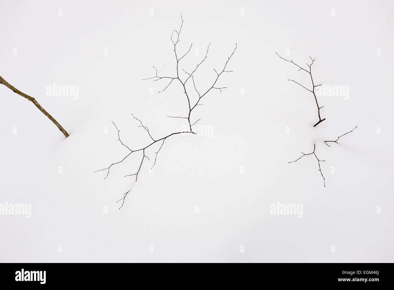 Snow branches hi-res stock photography and images - Alamy
