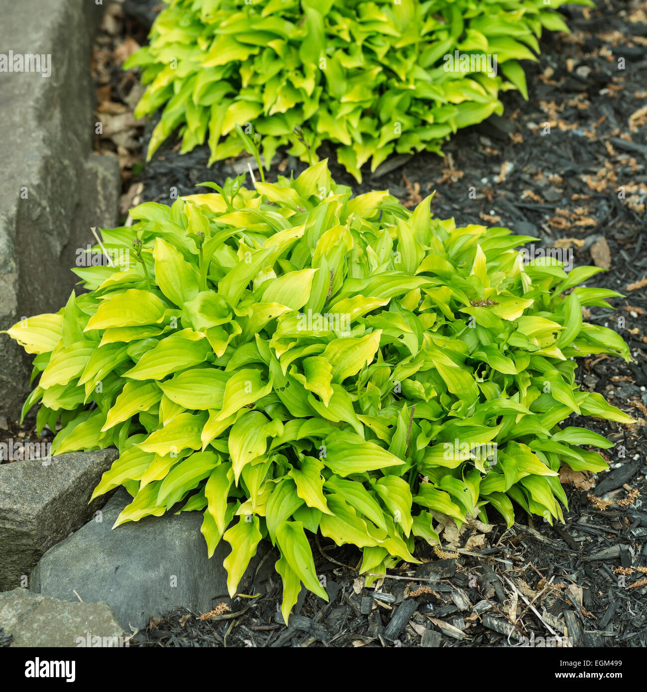 Mounding hosta plants in the summer garden Stock Photo - Alamy
