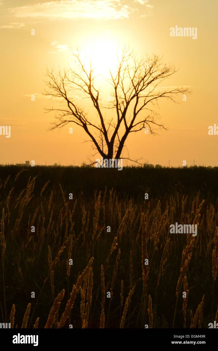 Orange and gold sunset hi-res stock photography and images - Alamy