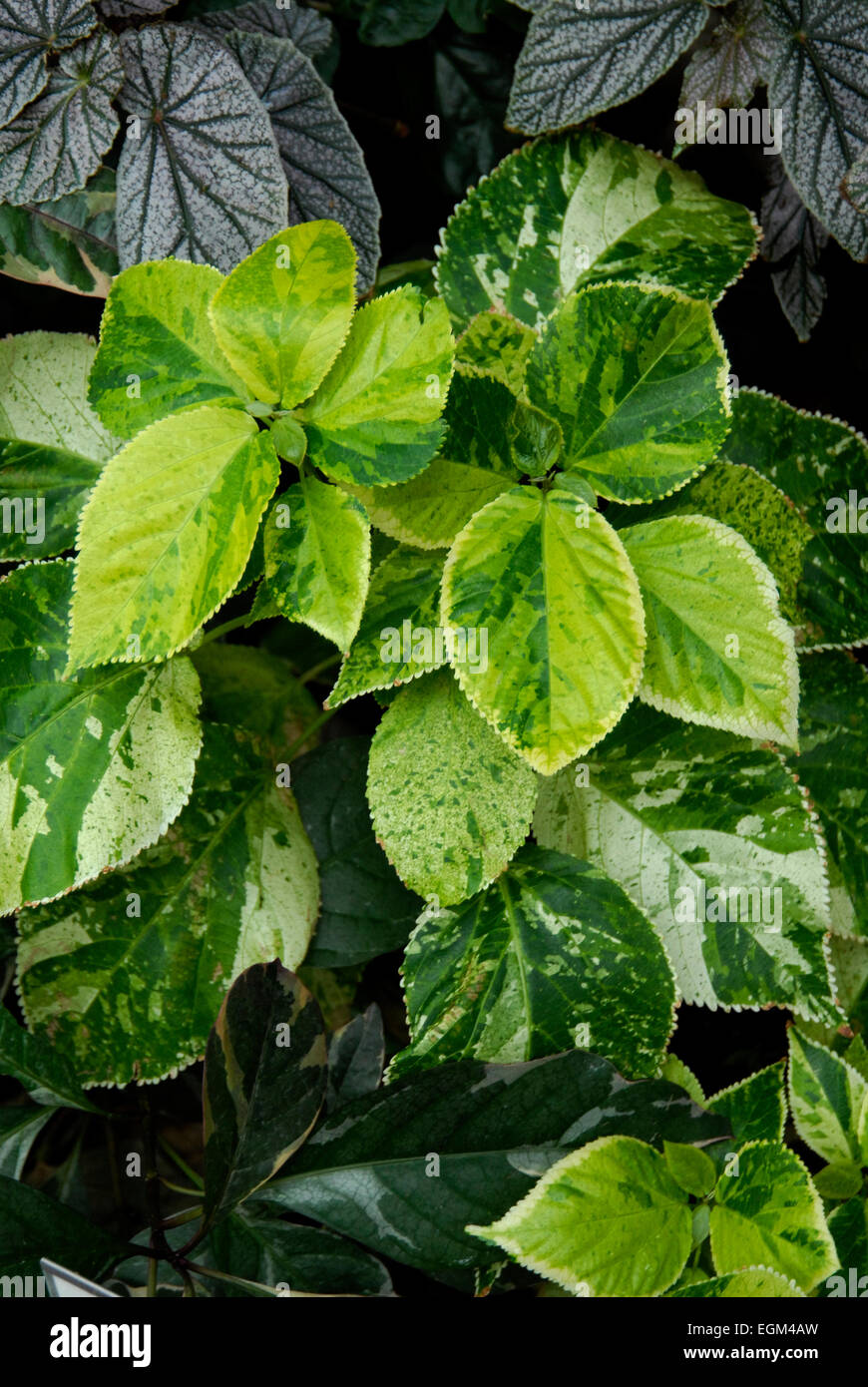 Acalphya wilkesiana Java White Stock Photo - Alamy