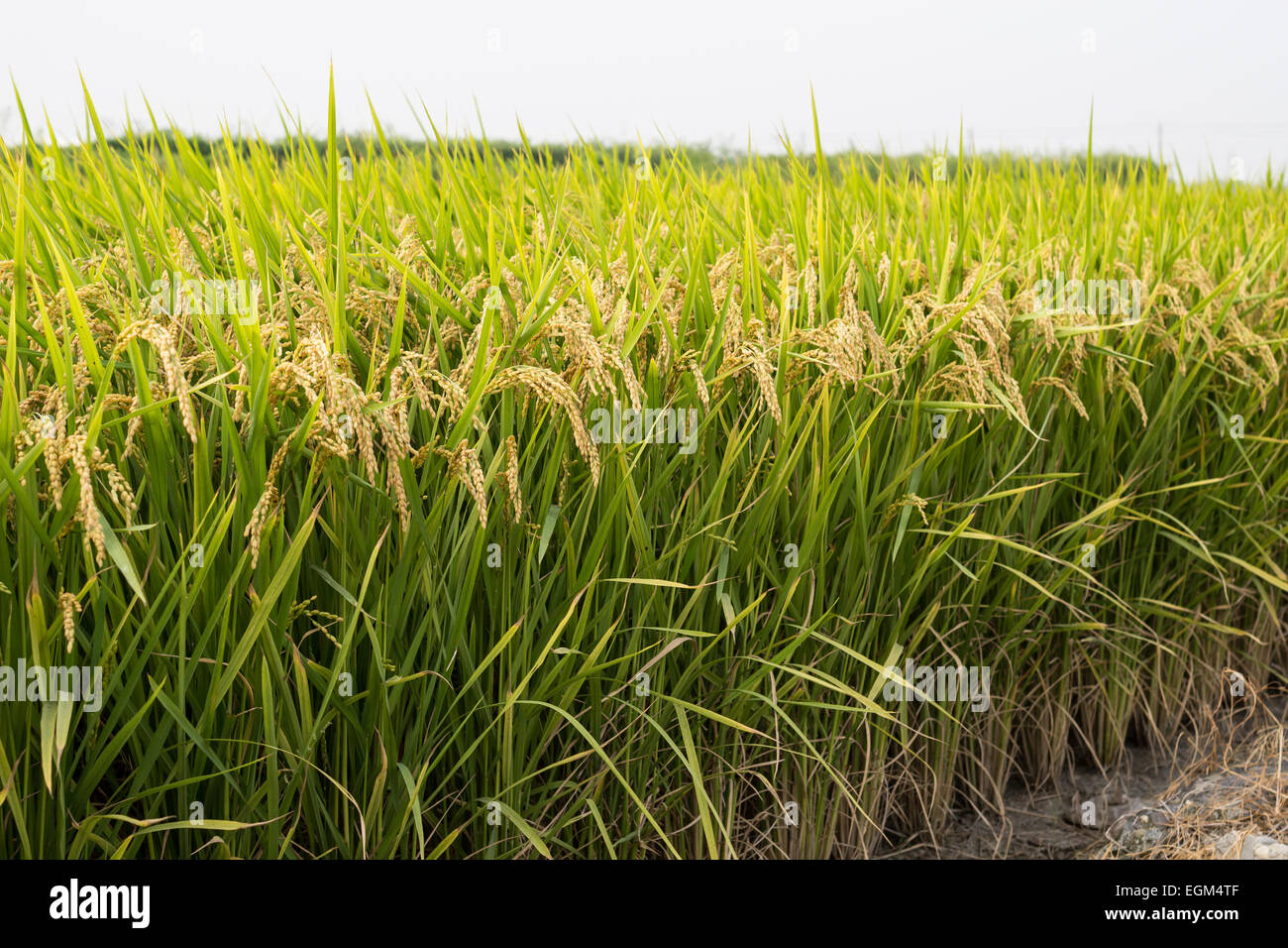 Golden rice field hi-res stock photography and images - Alamy