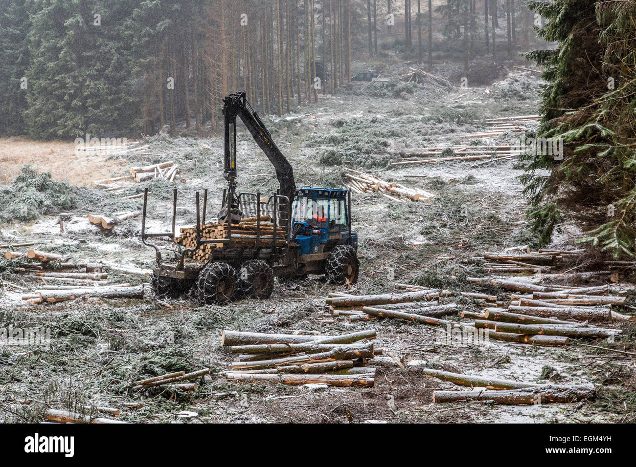 Timber, loading of felled spruce trees in Winterberg, Sauerland, in ...