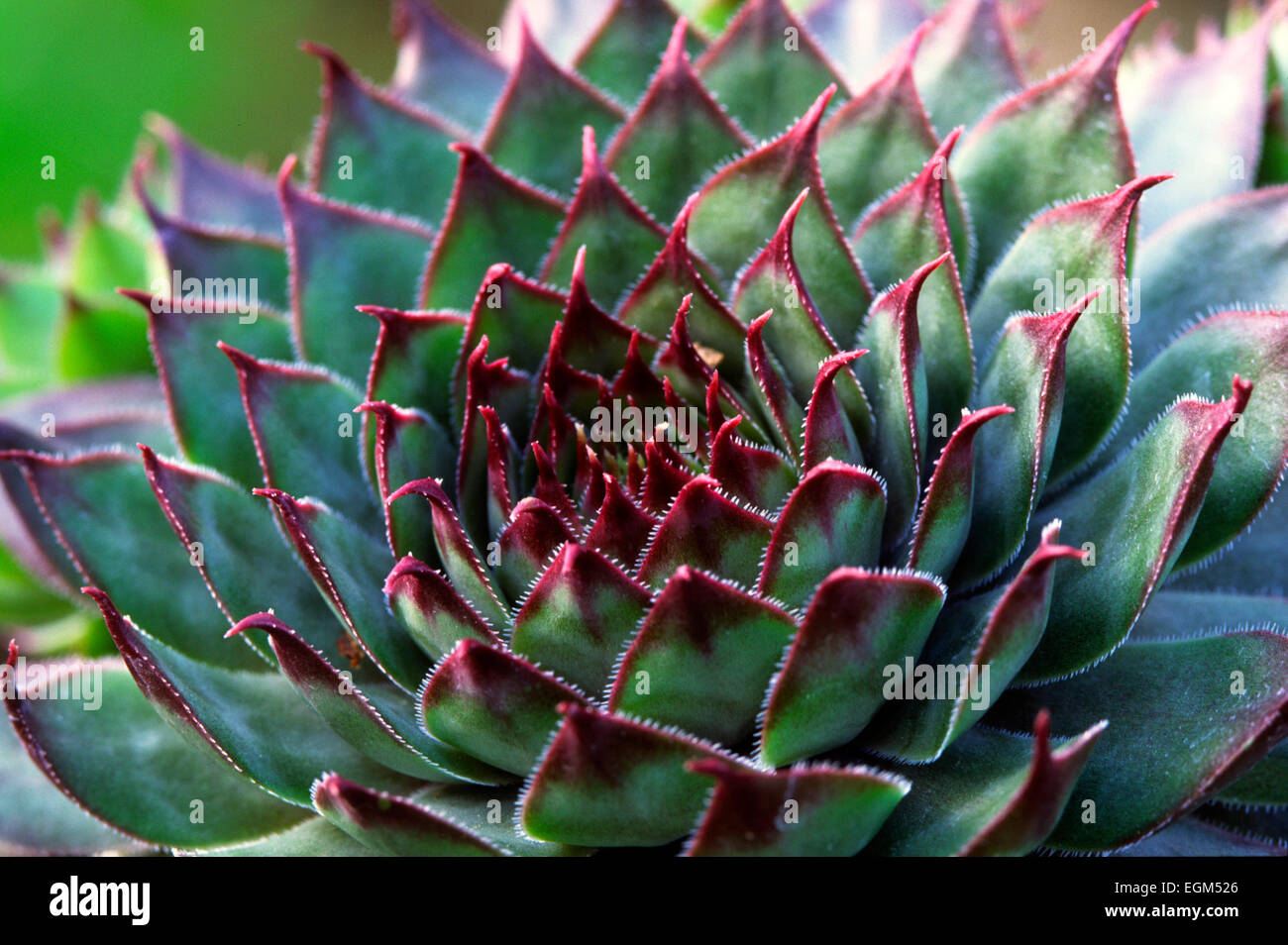 Sharp edges plant hi-res stock photography and images - Alamy
