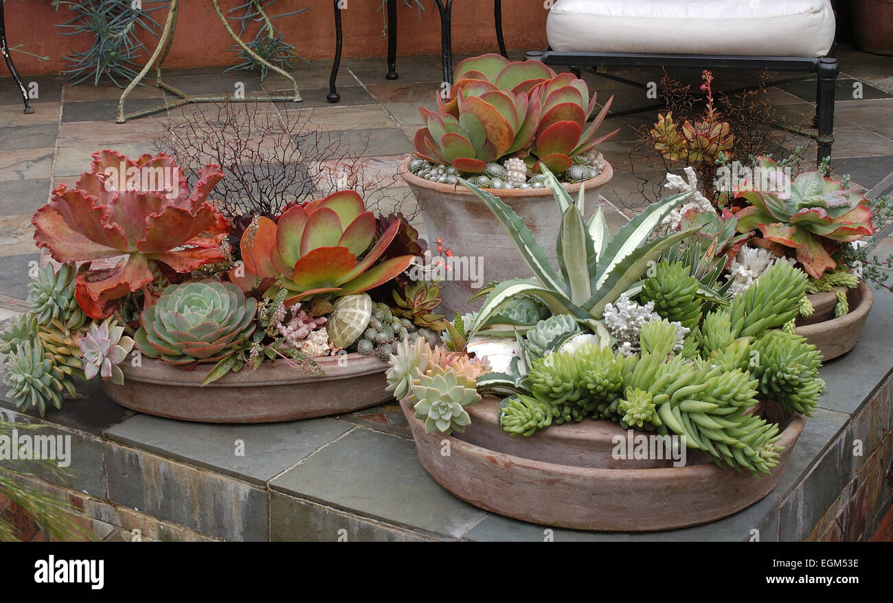 Mixed Succulents in shallow planters Stock Photo - Alamy