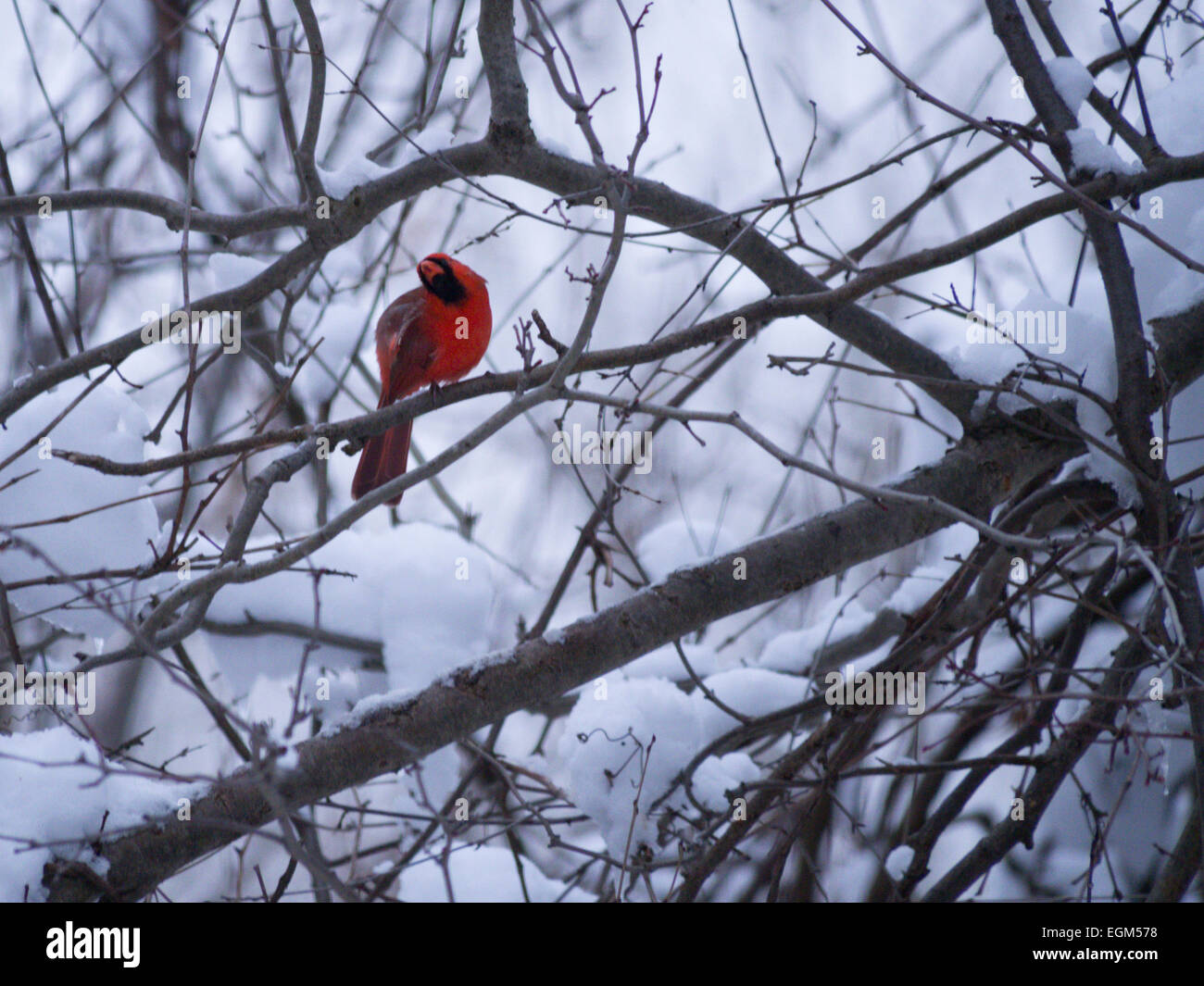 Cardinal male on a tree branch Stock Photo - Alamy