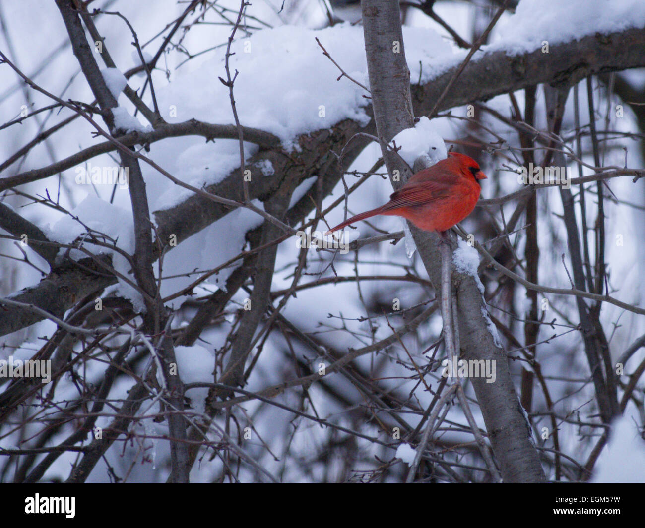 Cardinal male on a branch Stock Photo - Alamy