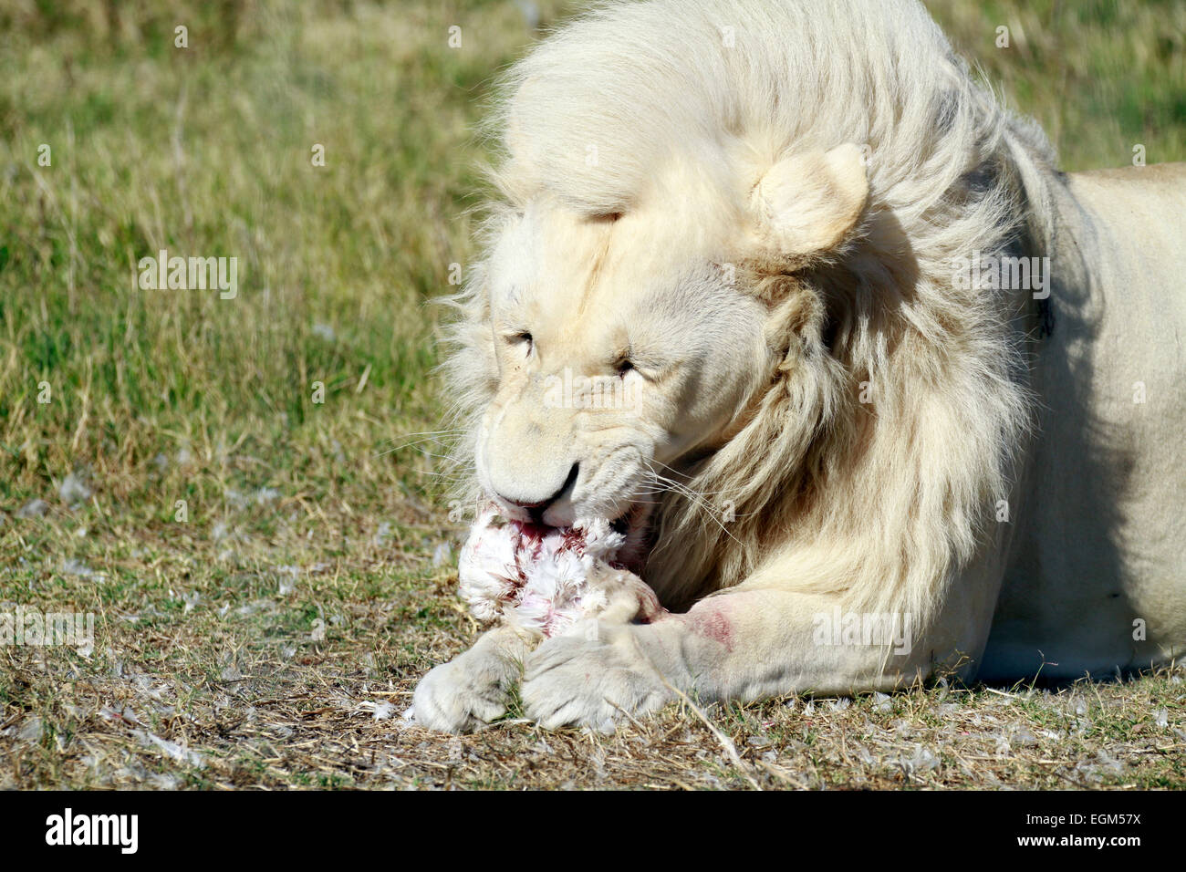 Male White Lion Eating