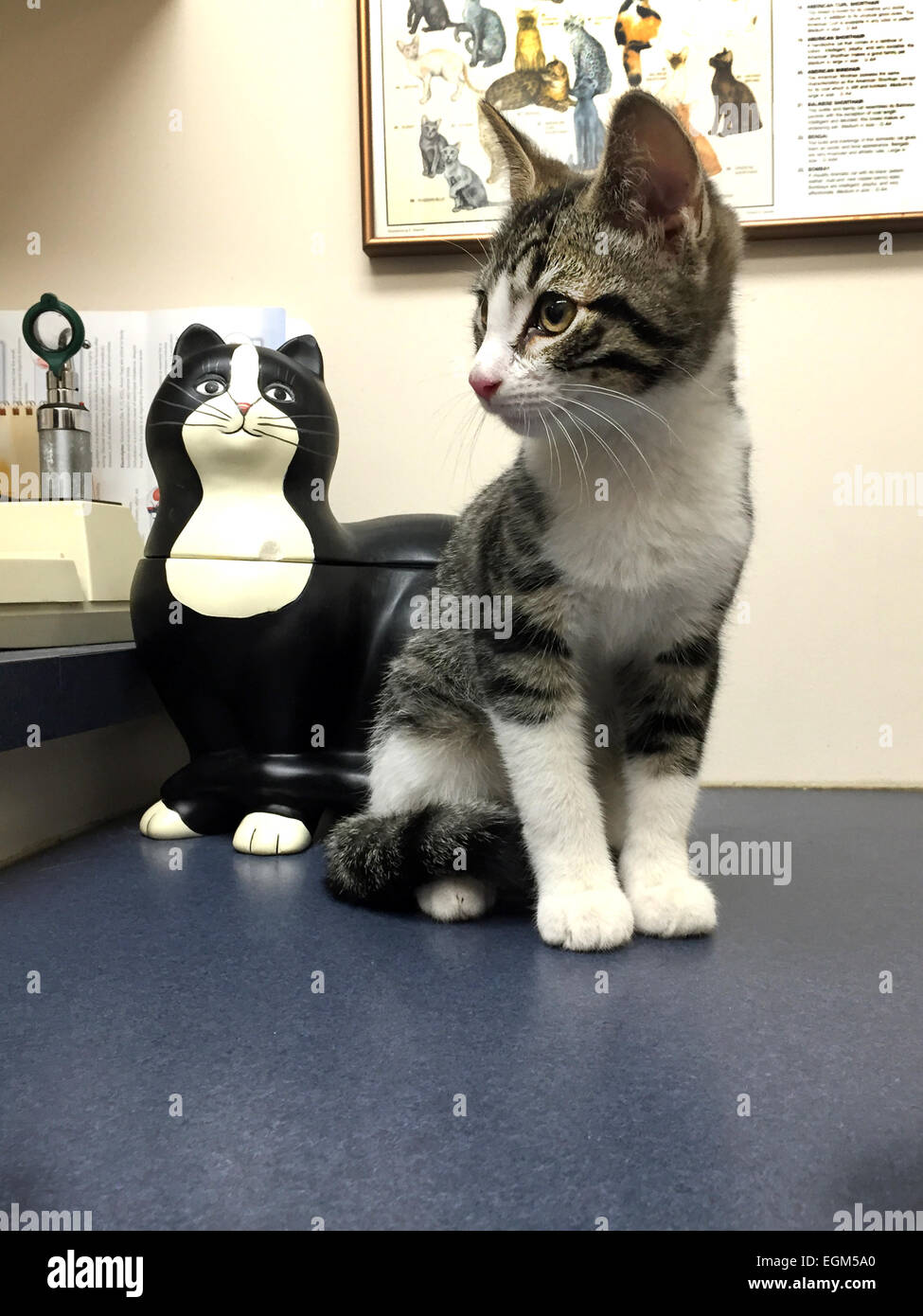 Kitten getting check up at Vet's office Stock Photo - Alamy