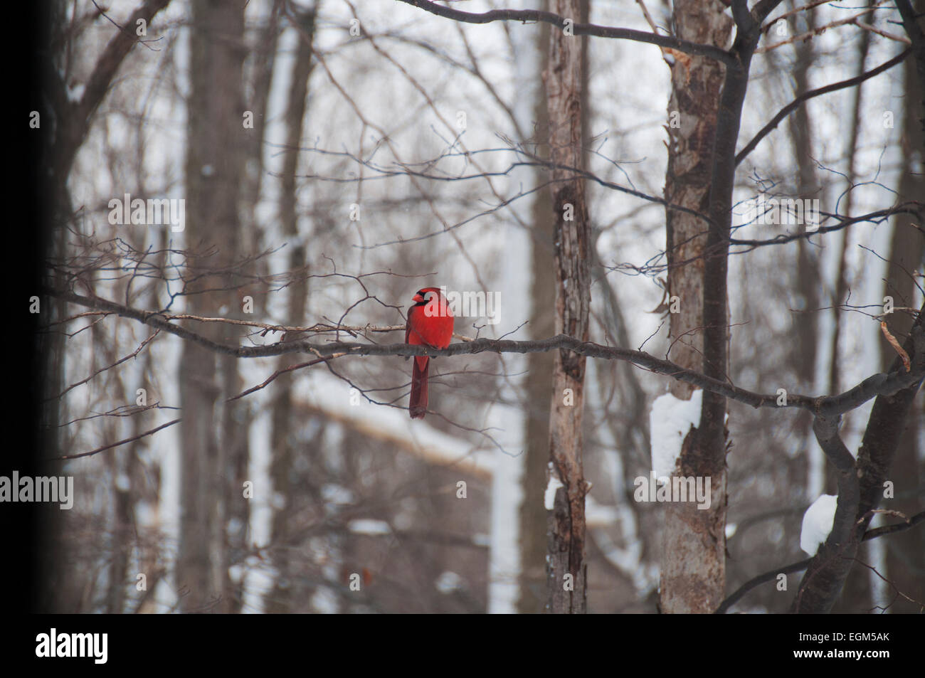 Bird on branch in winter hi-res stock photography and images - Alamy