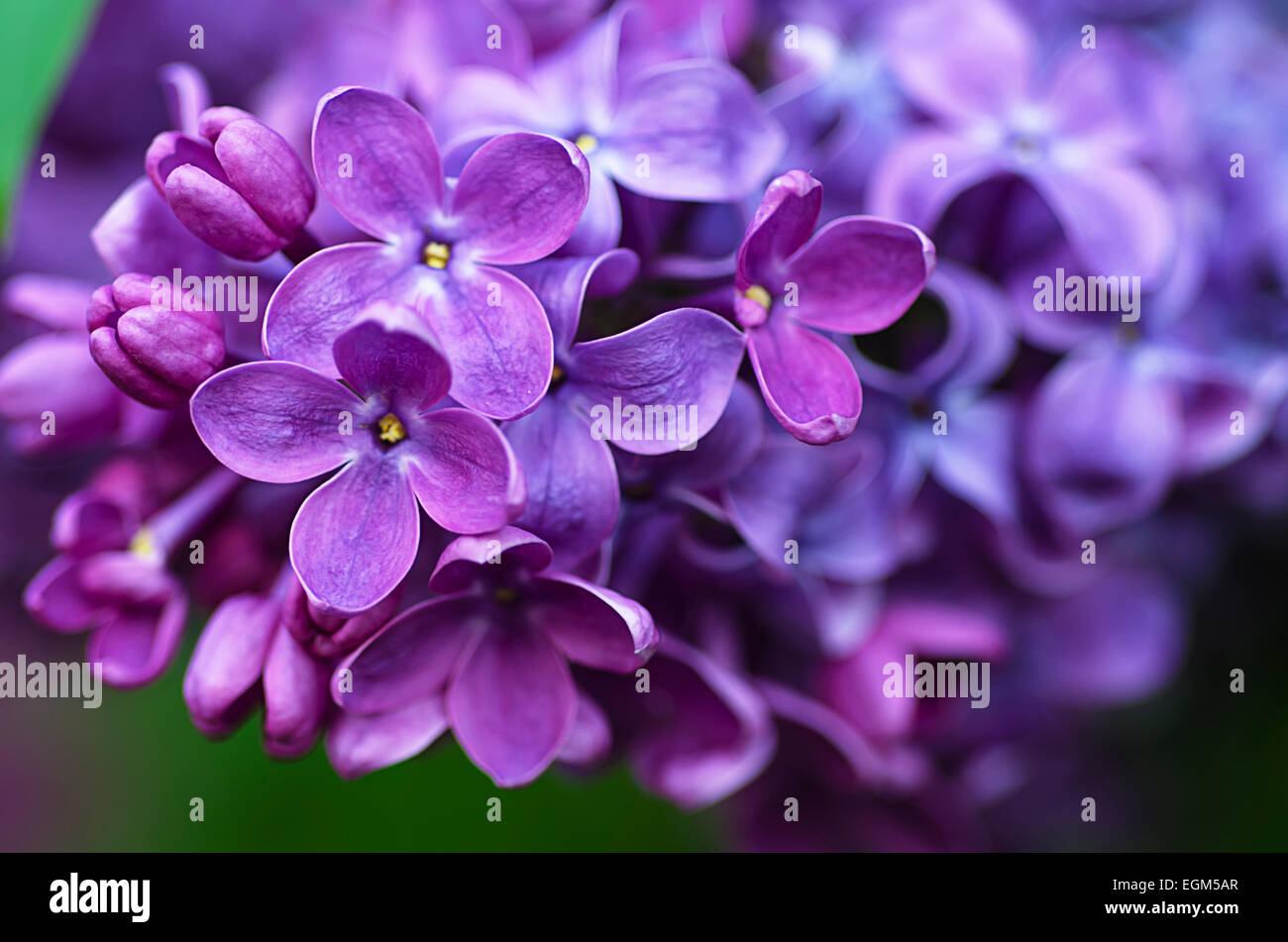 Lilac flowers background Stock Photo - Alamy