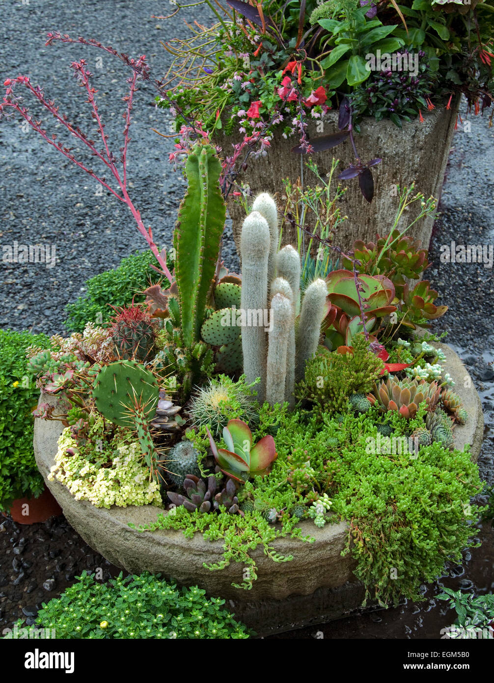 Succulents cactus hi-res stock photography and images - Alamy
