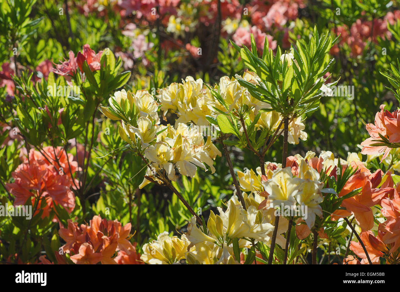Rhododendrons and azaleas in the garden Stock Photo - Alamy