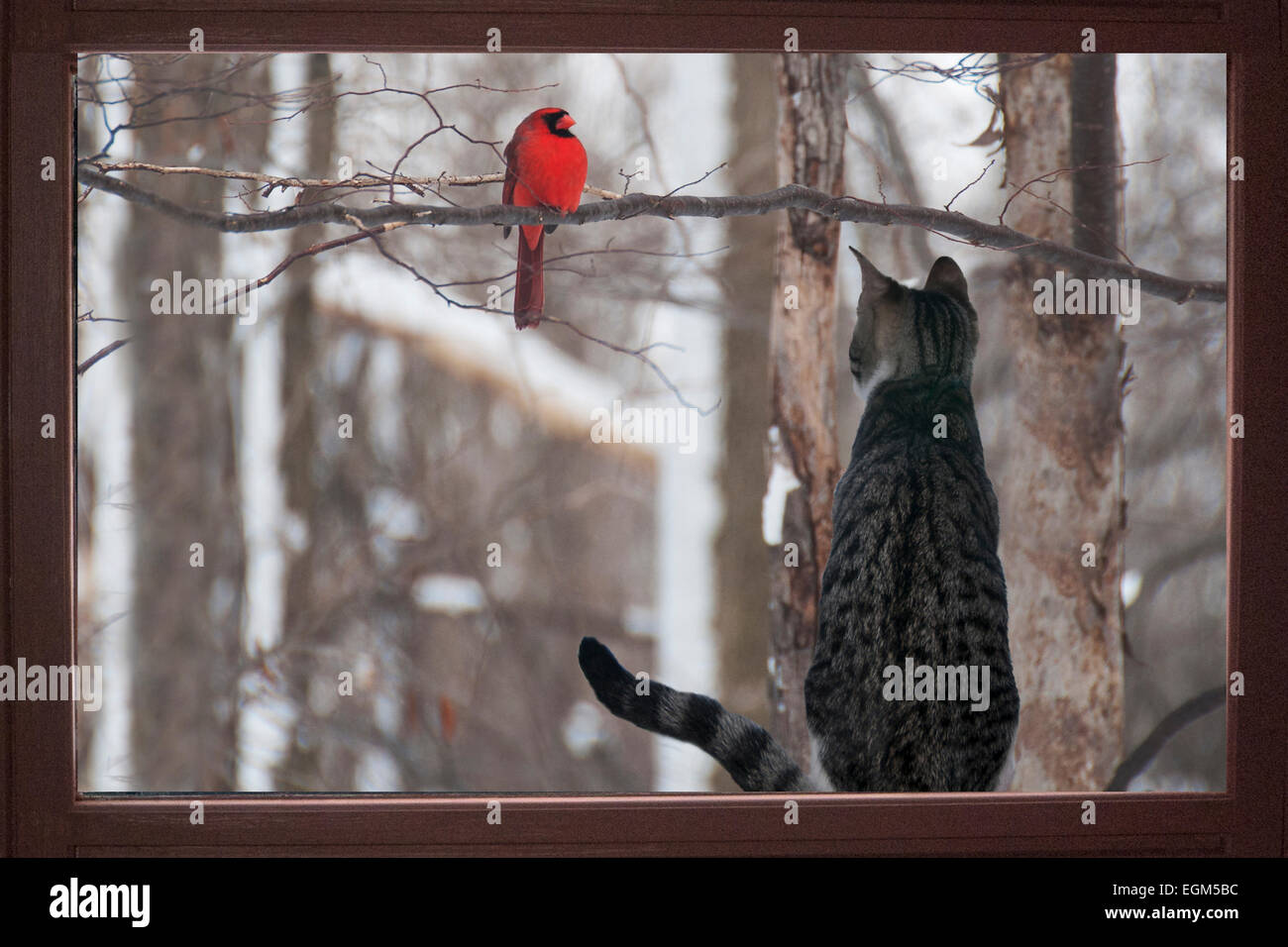 Intense kitten hi-res stock photography and images - Alamy