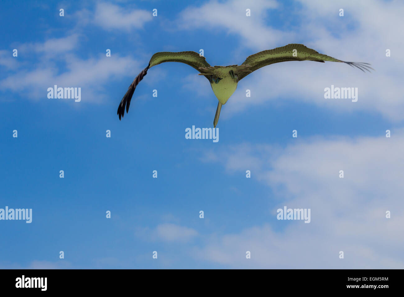 Pelican gliding hi-res stock photography and images - Alamy