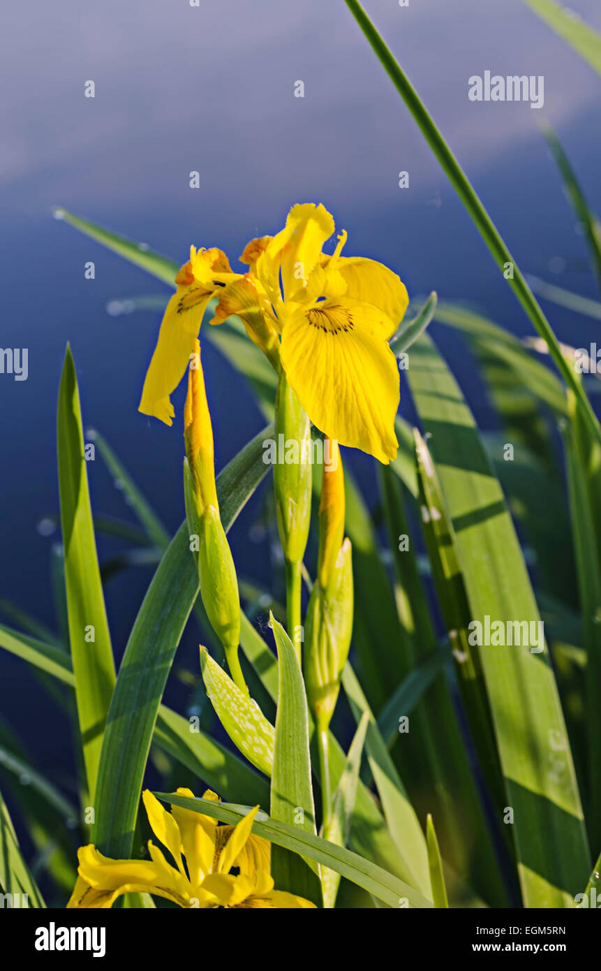 Iris flower in nature Stock Photo - Alamy