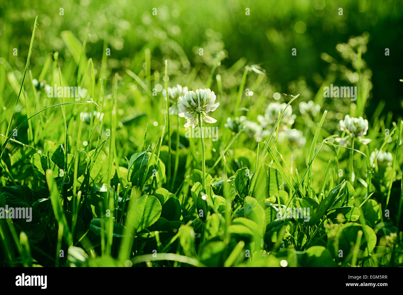 Clower flower hi-res stock photography and images - Alamy