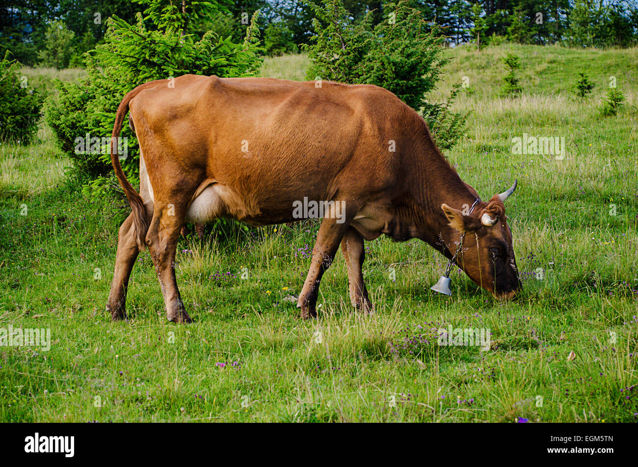 Dairy cow grazing at meadow Stock Photo - Alamy