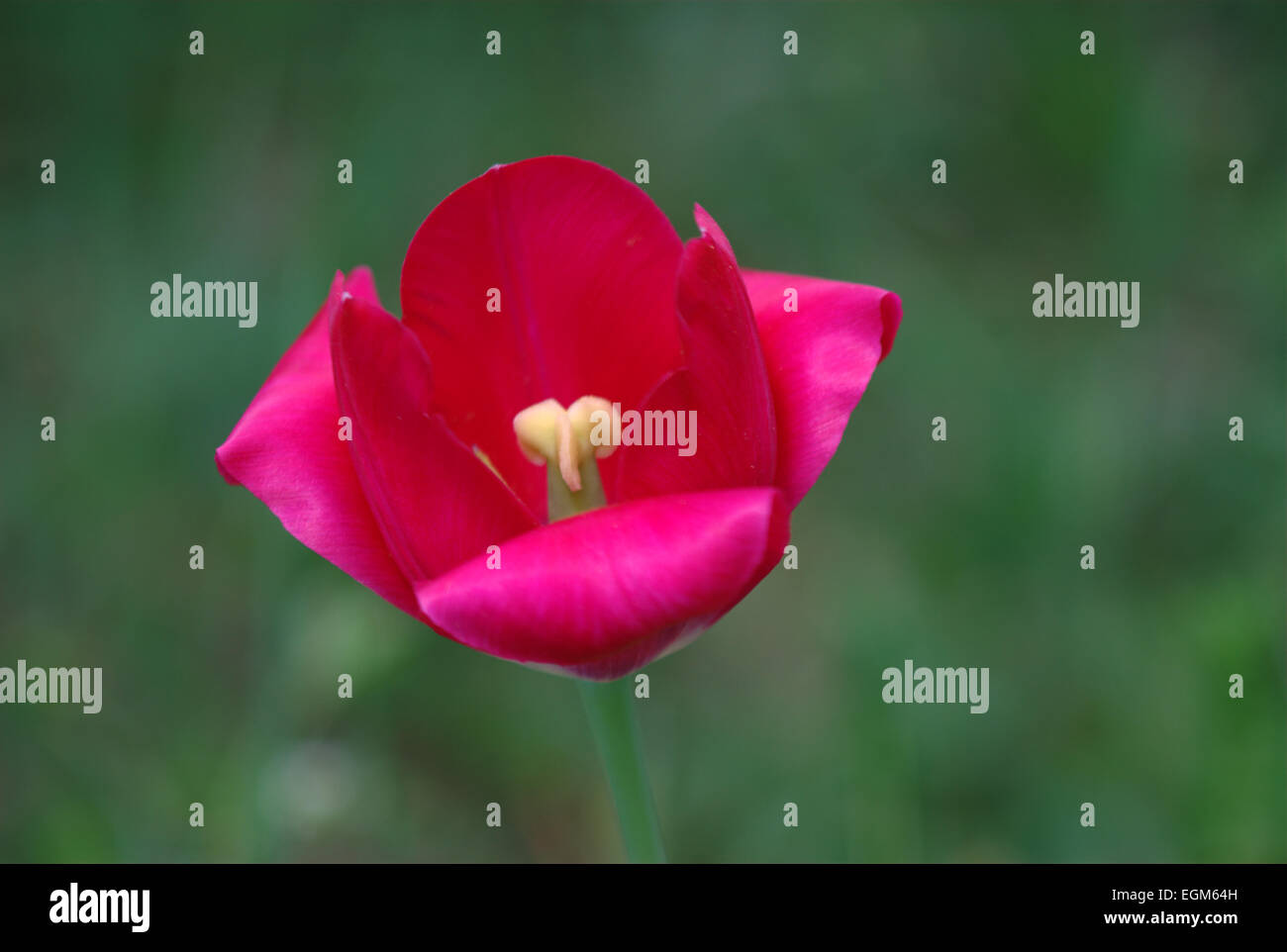 Red tulip, opened, center revealed Stock Photo - Alamy