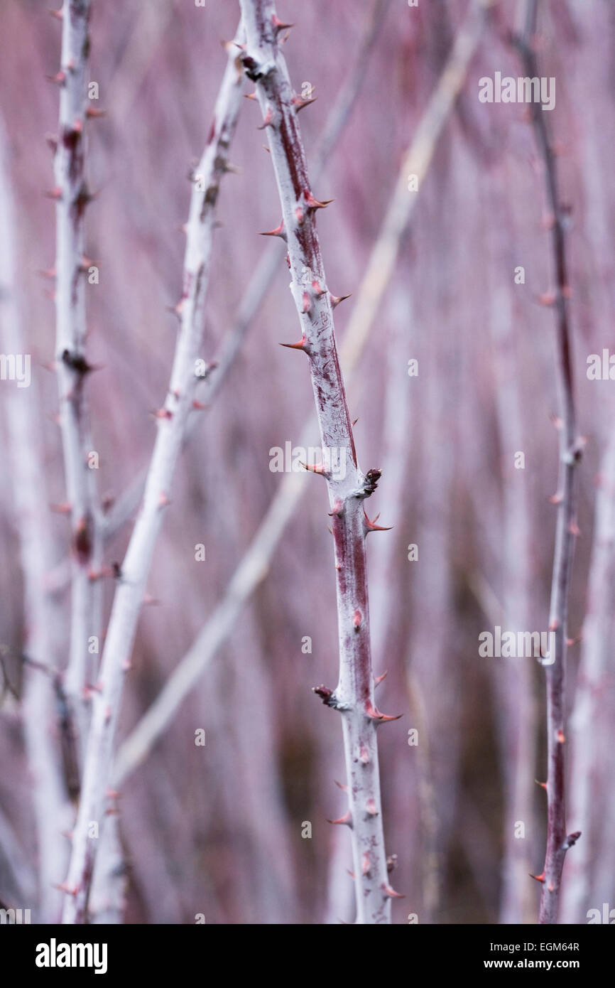 Rubus biflorus hi-res stock photography and images - Alamy
