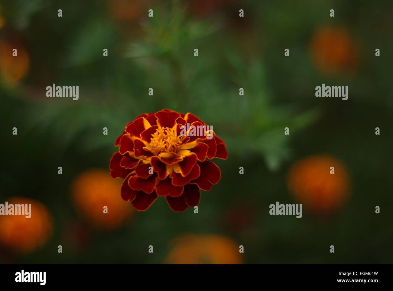 Red marigold flower Stock Photo - Alamy