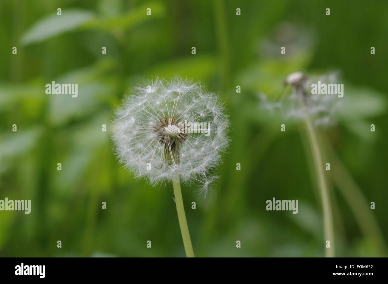 Incomplete flower hi-res stock photography and images - Alamy