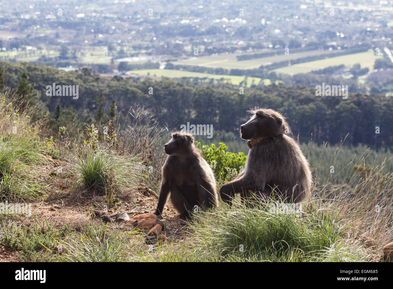 Male and female baboon Stock Photo - Alamy