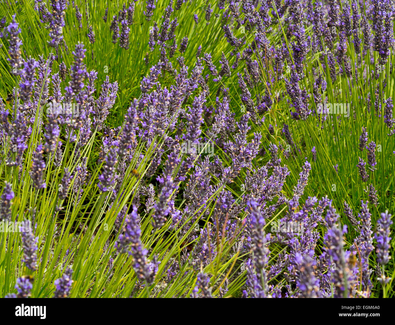 Lavender lavandula a species of purple flowering plants in the mint ...
