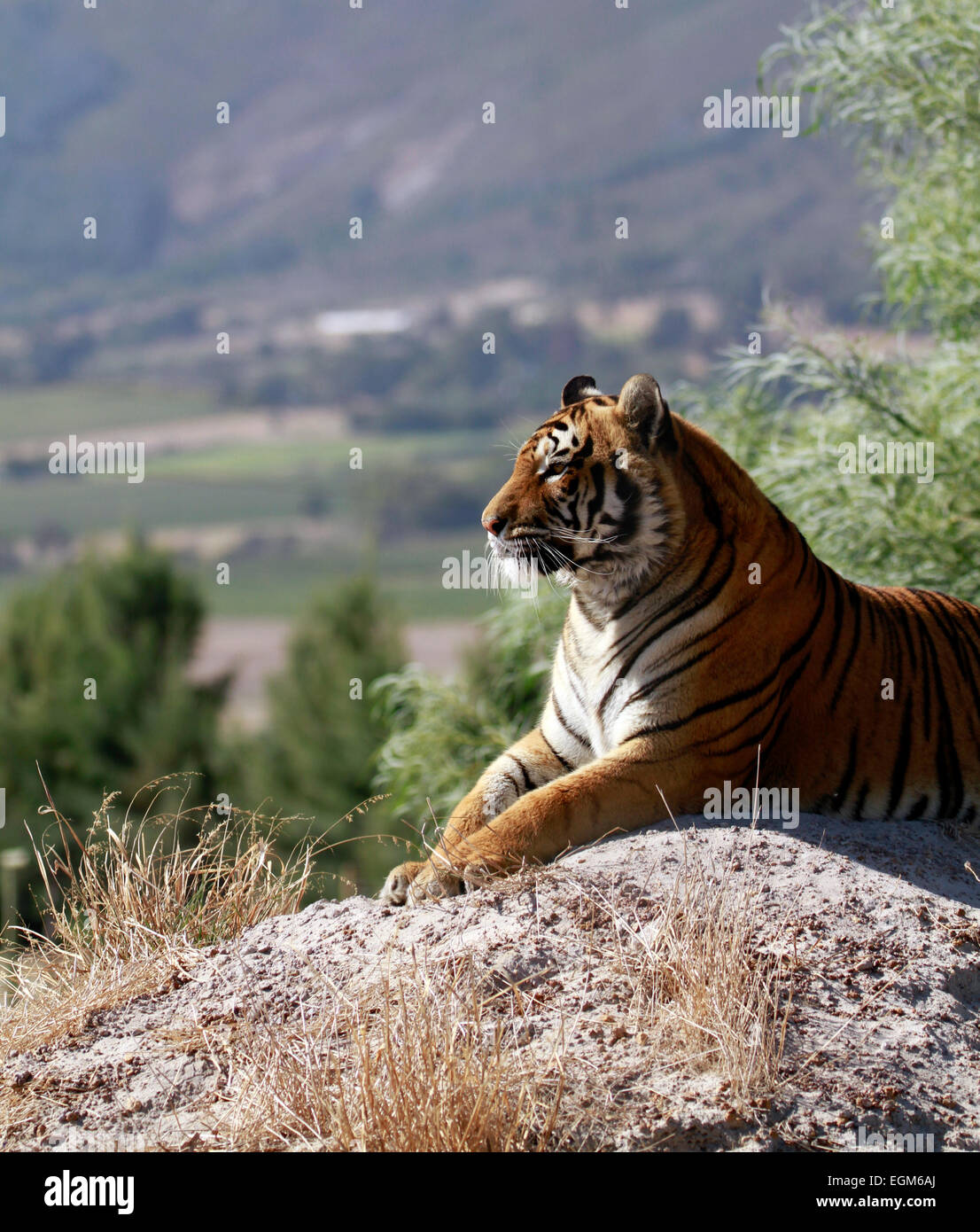 A Bengal tiger (Panthera tigris tigris) in the Drakenstein Lion Park ...