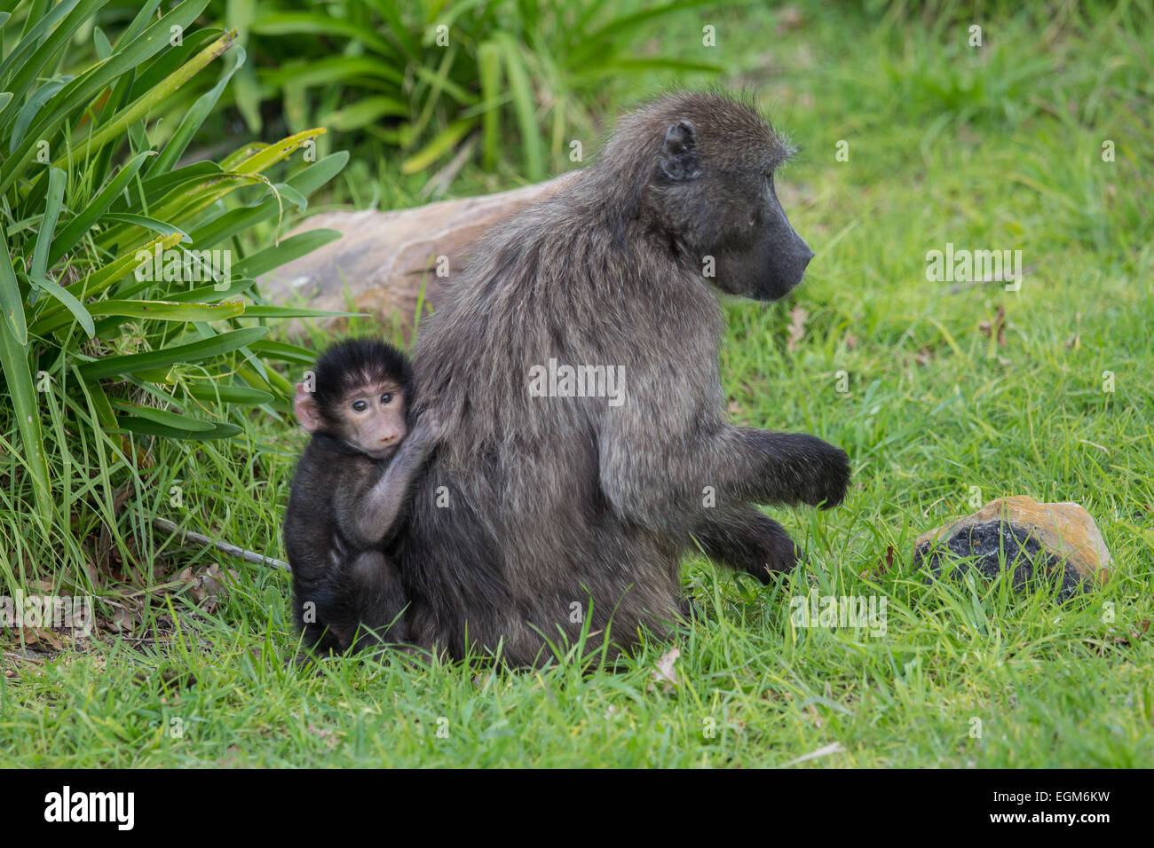 Baboon mother and infant Stock Photo - Alamy