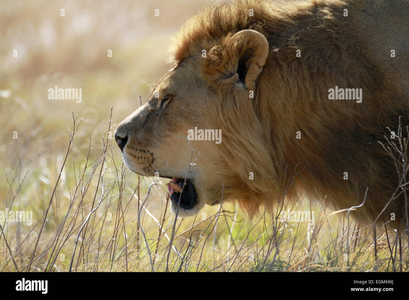 Male lion (Panthera leo) in the Drakenstein Lion Park, Klapmuts, Cape ...