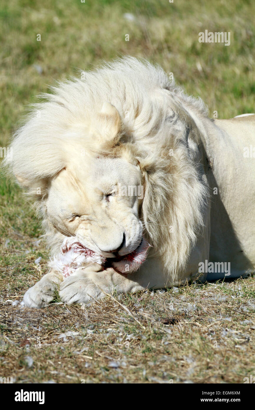 Male White Lion Eating