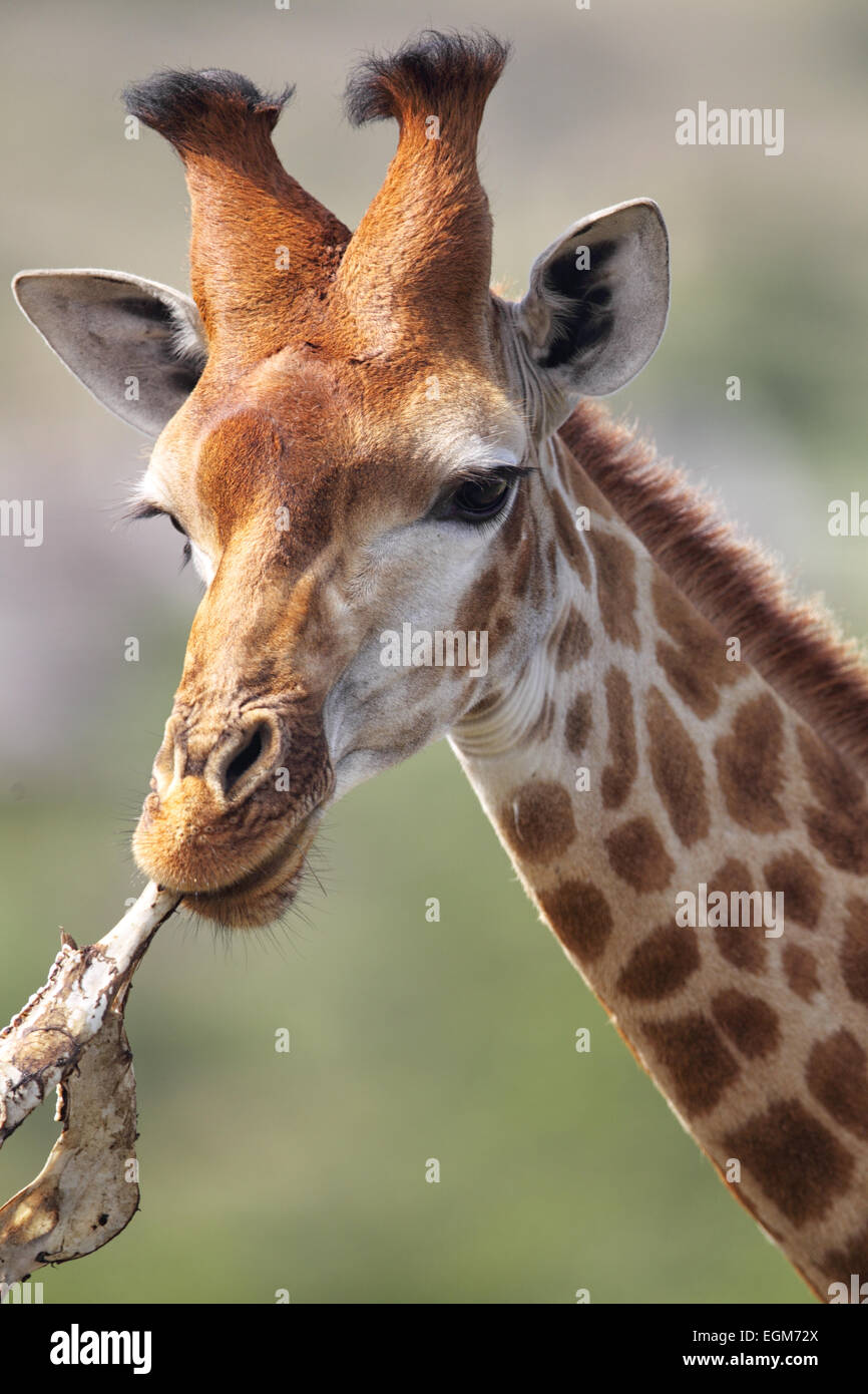 Spotted chewing on bone hi-res stock photography and images - Alamy
