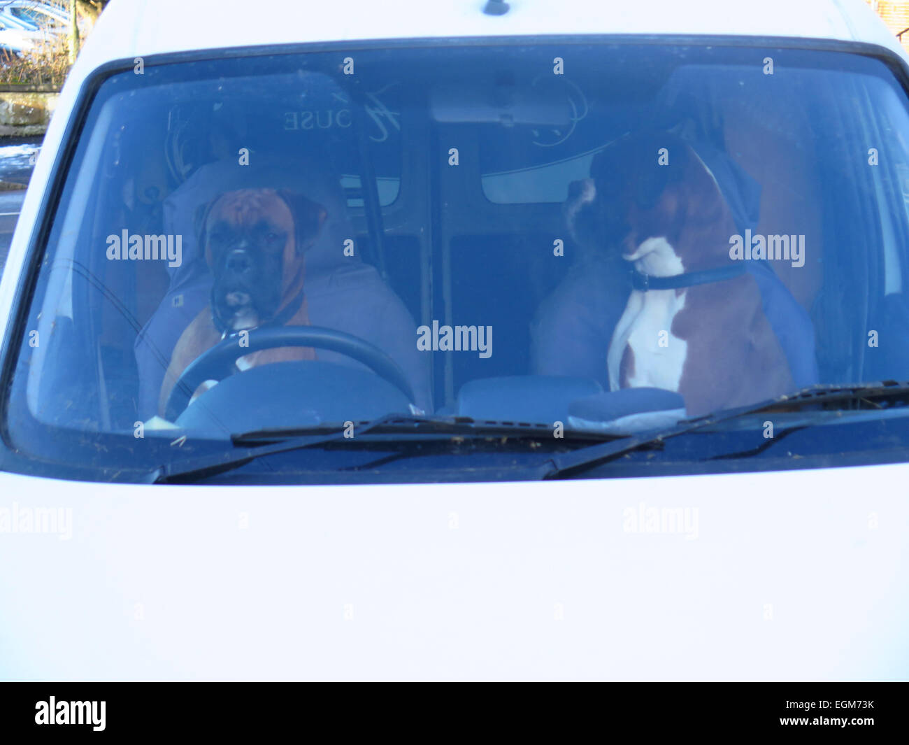 Two dogs driving hi-res stock photography and images - Alamy