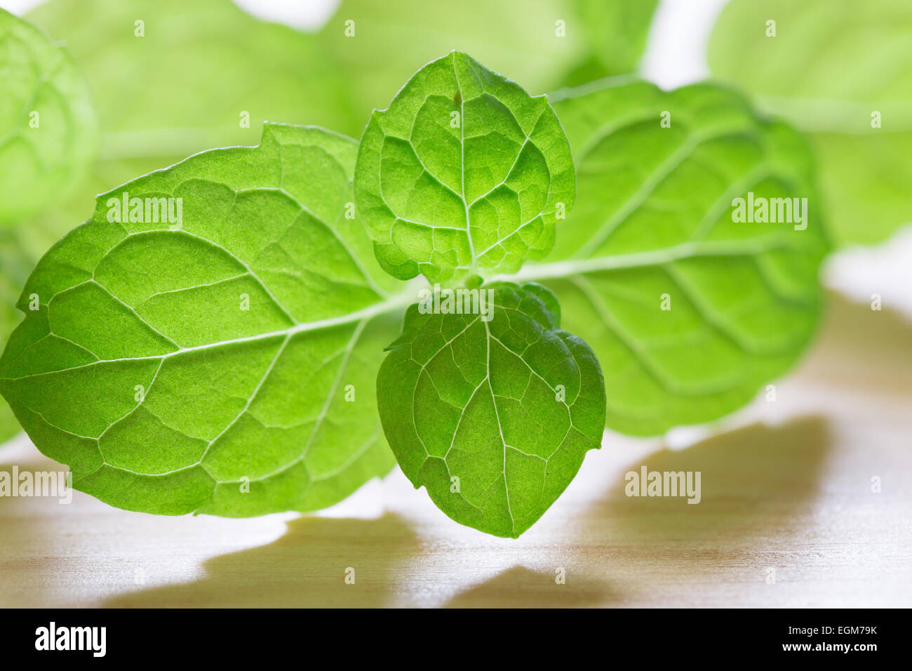 Peppermint texture hi-res stock photography and images - Alamy