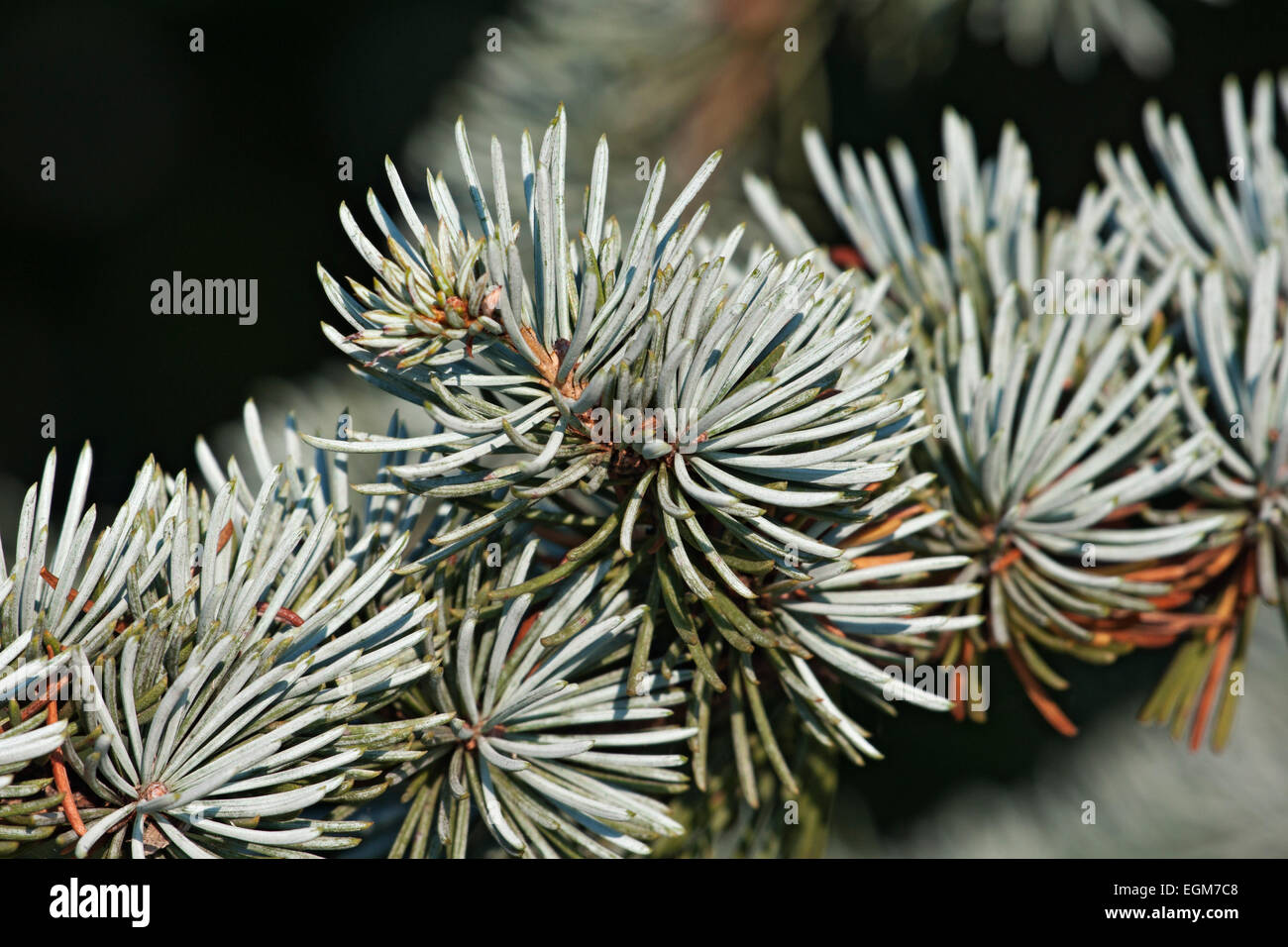 Atlas cedar (Cedrus atlantica Stock Photo - Alamy