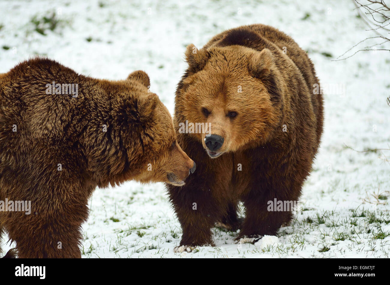 European couple talking hi-res stock photography and images - Alamy