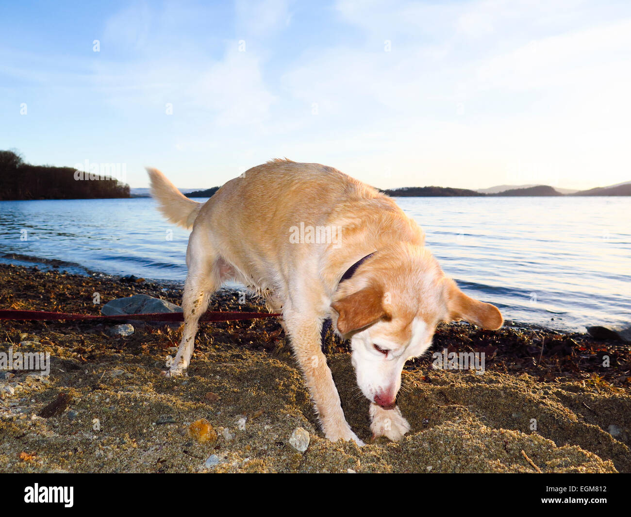 Golden mongrel dog digging on pebble beach Stock Photo - Alamy