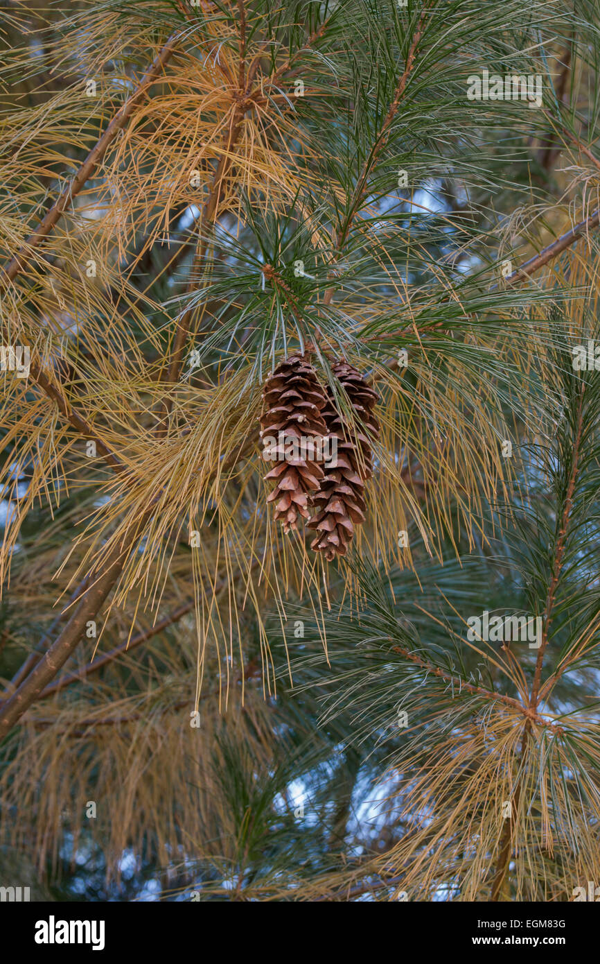 Pinus strobus cone hi-res stock photography and images - Alamy