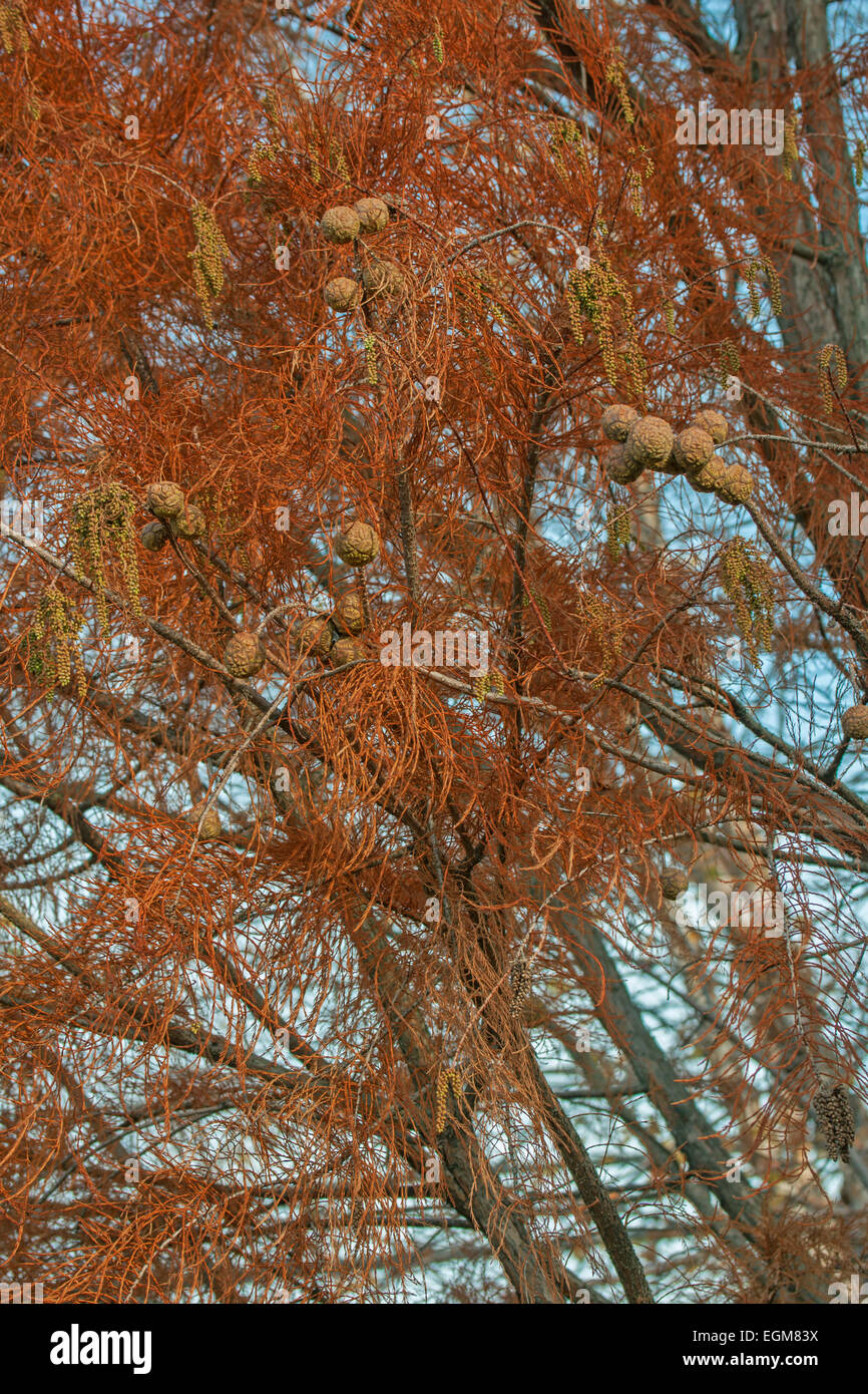 Pond Cypress High Resolution Stock Photography and Images - Alamy