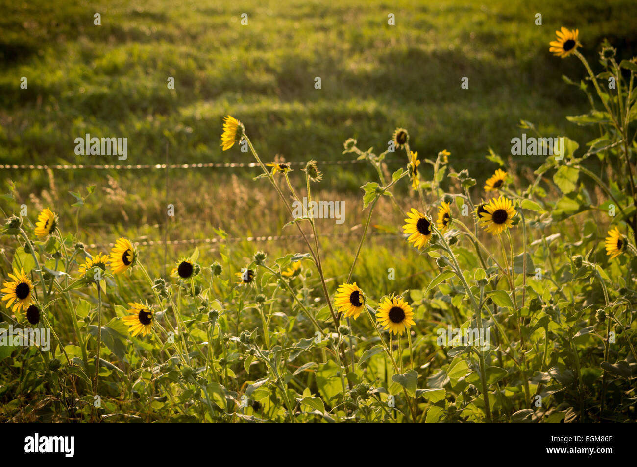 Group wild sunflowers in country hi-res stock photography and images ...