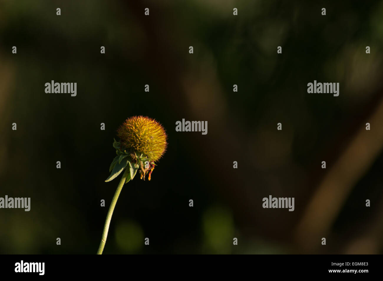 Missing foliage hi-res stock photography and images - Alamy
