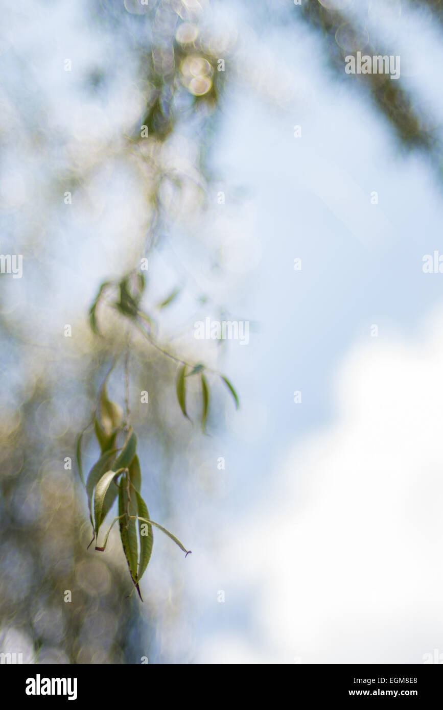 Dangling branch hi-res stock photography and images - Alamy